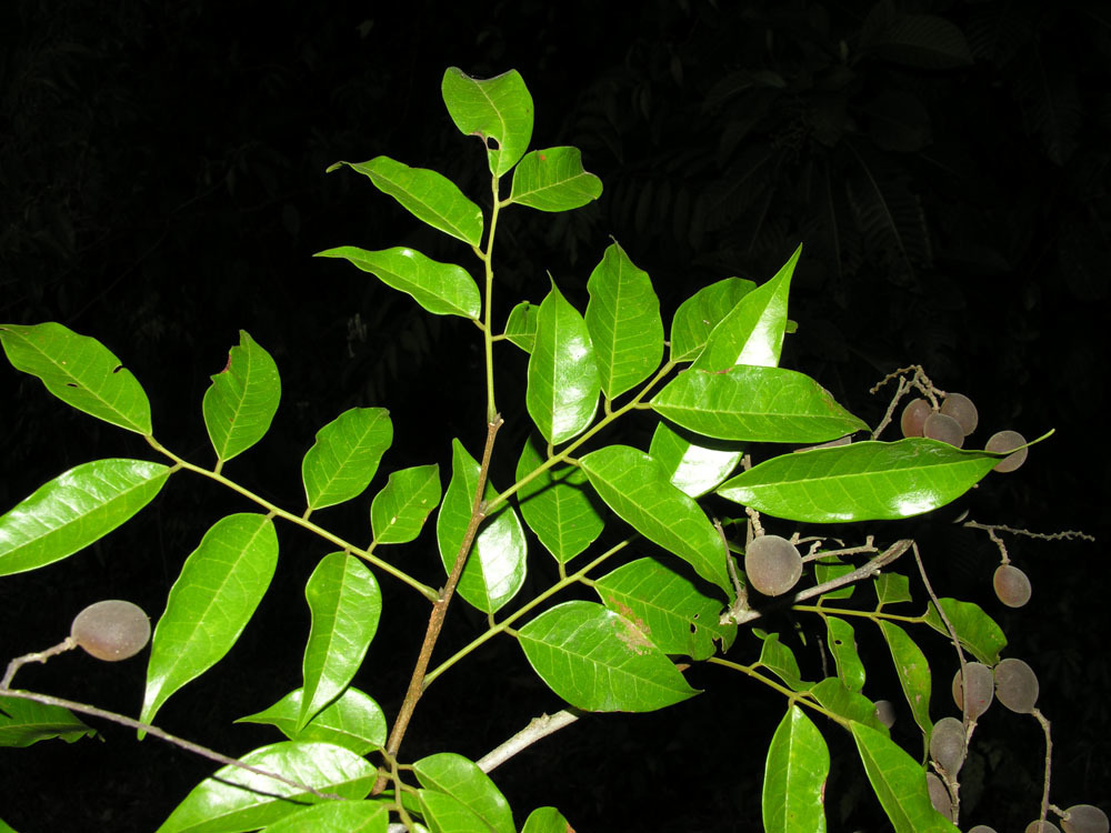 (Dialium guianense) - Botanical Realm
