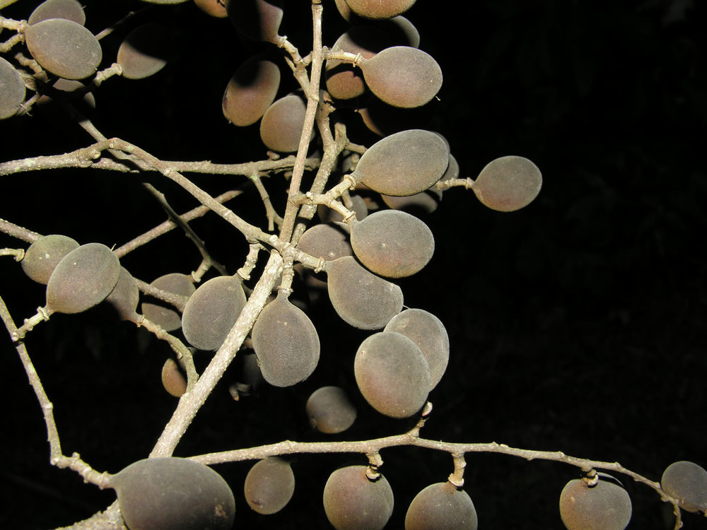 (Dialium guianense) - Botanical Realm