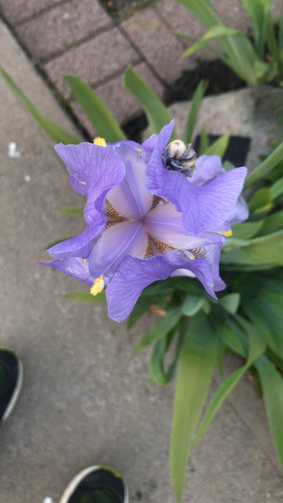 Bearded iris from Long Island, Massapequa, NY, US on May 21, 2020 at 08 ...