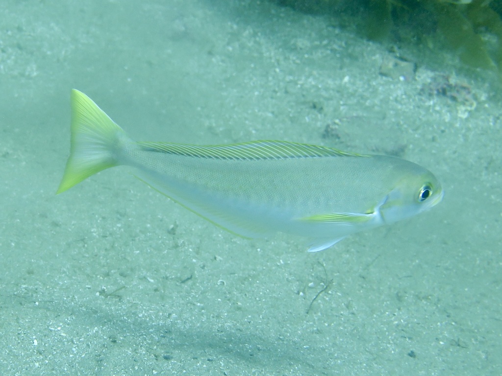 Ocean Whitefish (Caulolatilus princeps) - Marine Life Identification