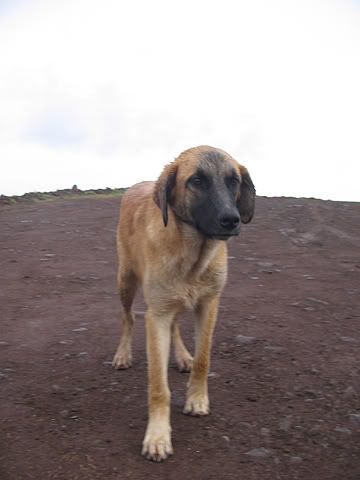 Domestic Dog from Hanga Roa, Easter Island, Valparaíso, Chile on August ...
