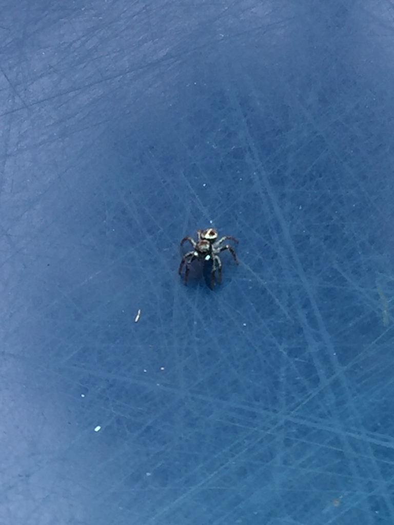 Twin-flagged Jumping Spider from Texas A&M University-Corpus Christi ...