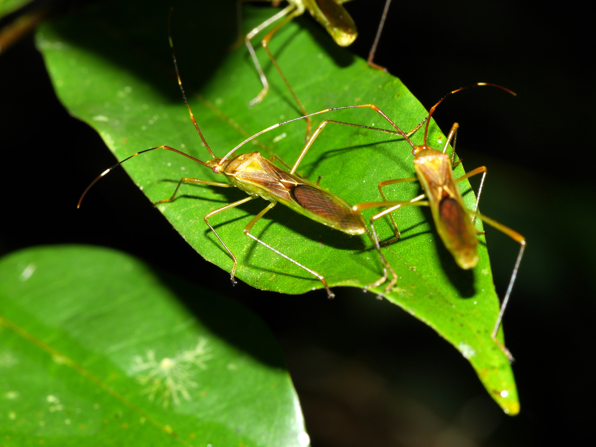 Leptocorisa oratoria (Fabricius, 1794)