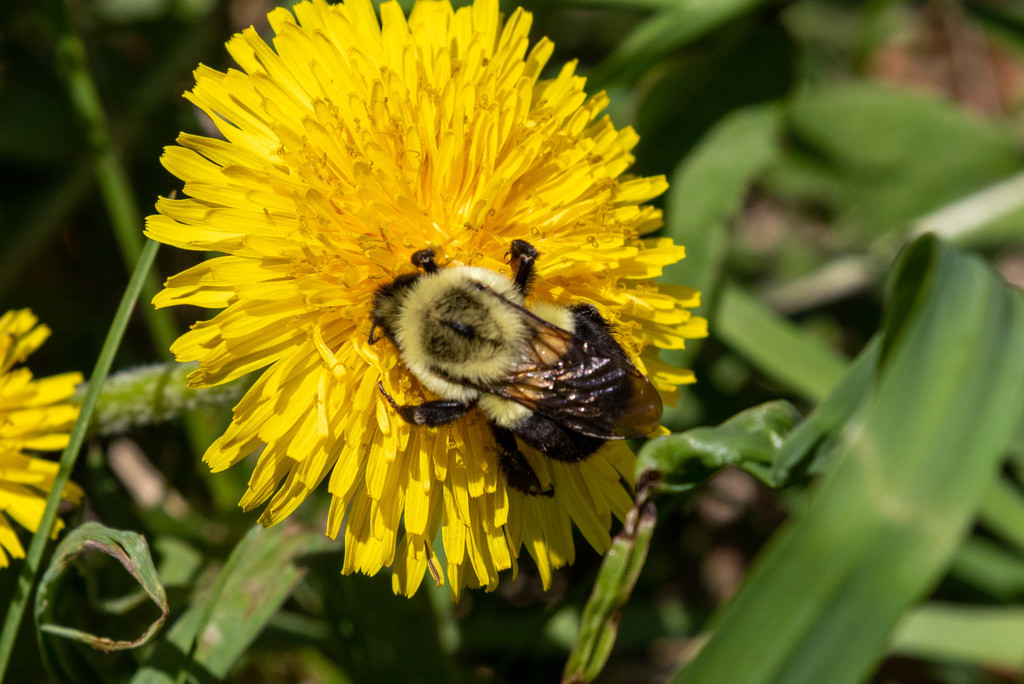 Common Eastern Bumble Bee from Dobson Ln, Ottawa, ON K0A 2Z0, Canada on ...