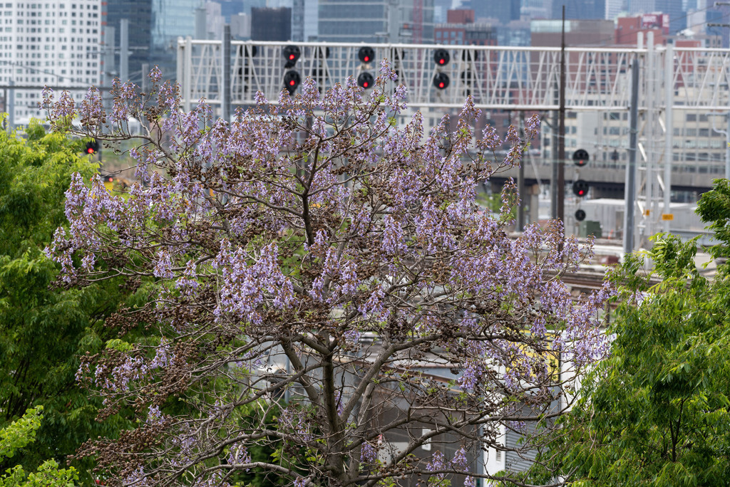 princess tree from Sunnyside, Queens, NY, USA on May 18, 2020 at 02:15 ...