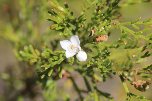 Cyanothamnus bipinnatus · iNaturalist