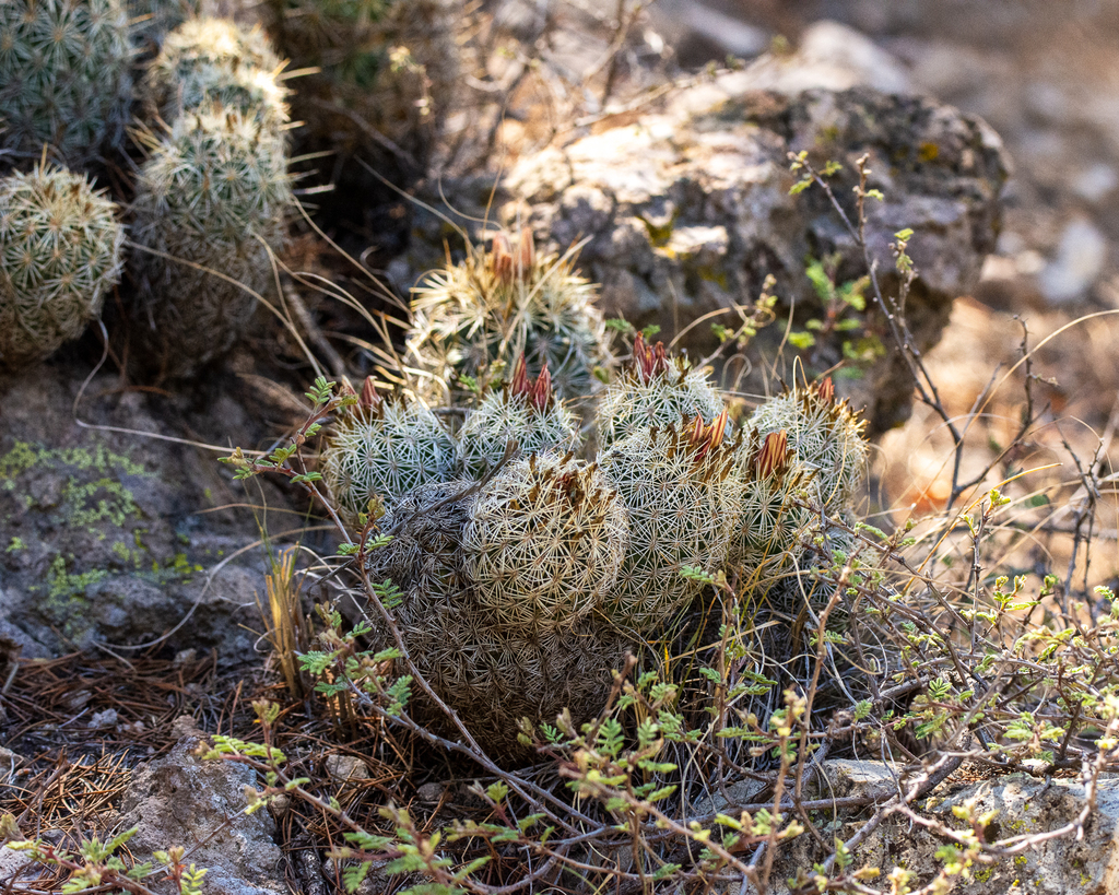 Coryphantha potosiana in May 2020 by Luis Stevens · iNaturalist