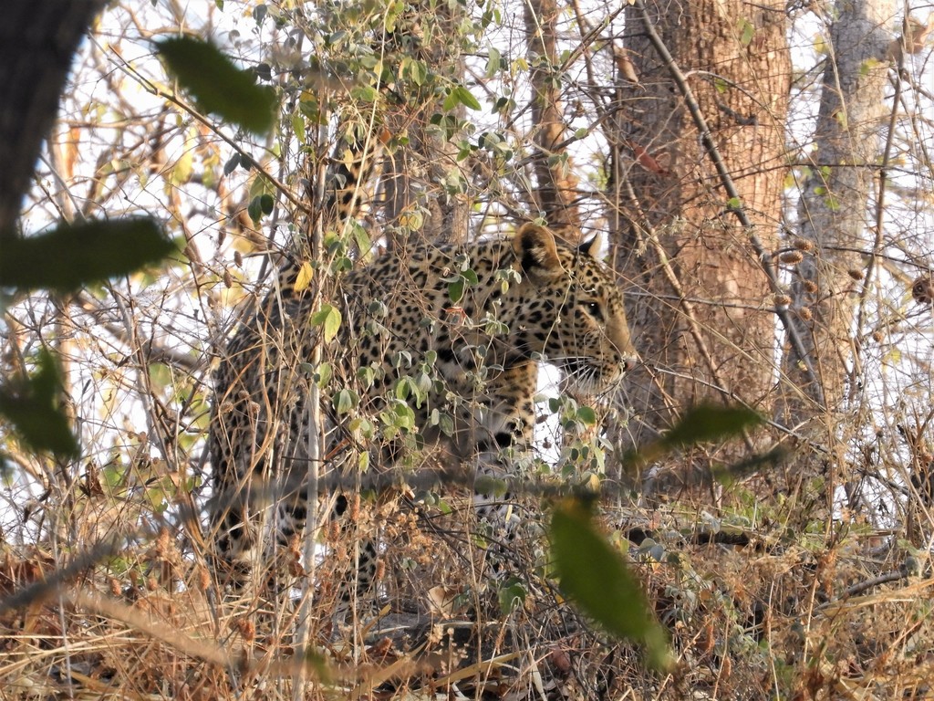 Indian Leopard in March 2017 by c michael hogan. This female leopard is ...