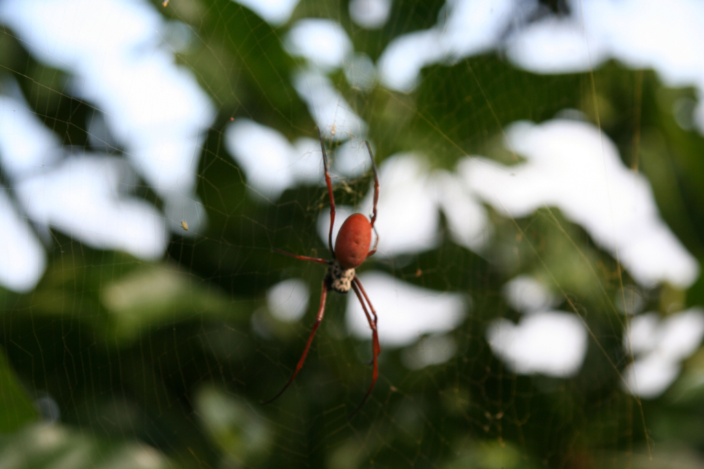 Tiger Spider from Shefa Province, Vanuatu on August 05, 2007 at 03:17 ...