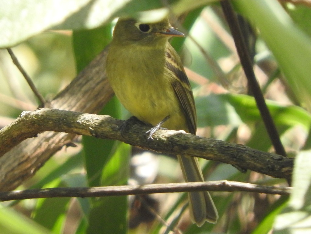 Cordilleran Flycatcher (Wildlife of Staunton State Park) · iNaturalist