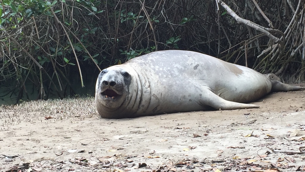 Southern Elephant Seal from Galapagos Islands, Isabela, Galapagos, EC ...
