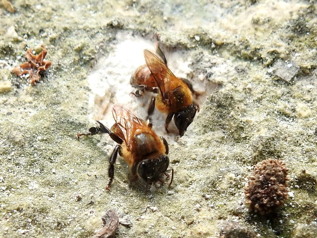 Melipona belizeae (Belize Bees) · iNaturalist