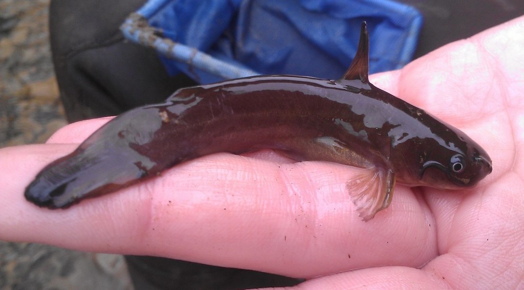 North American Freshwater Catfishes (Ictaluridae) - Marine Life ...