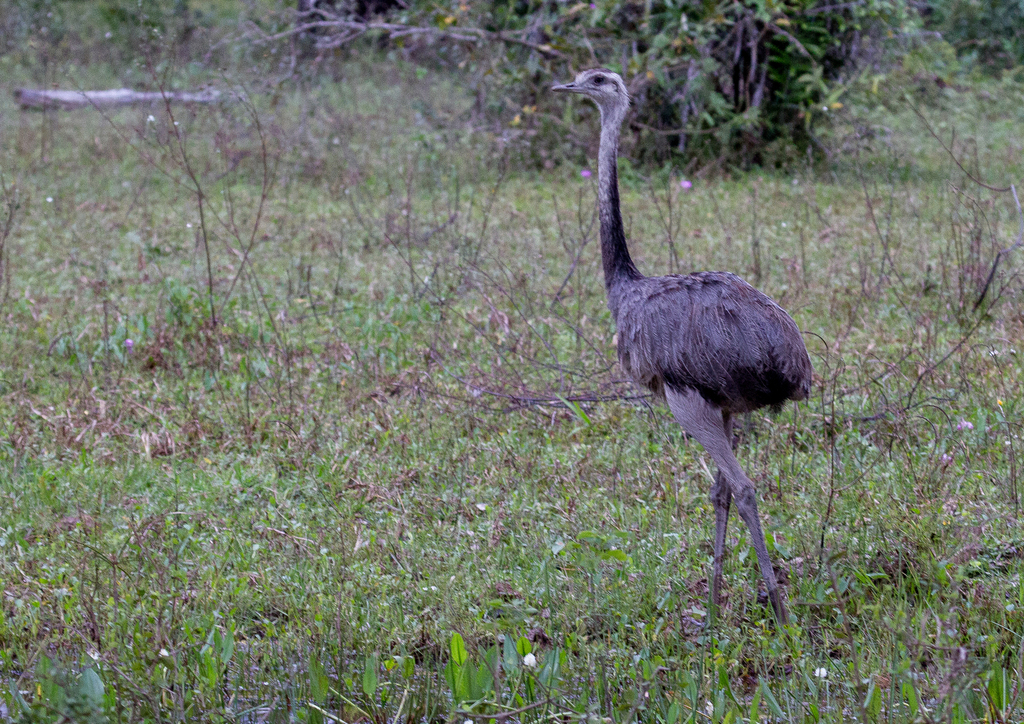 Greater Rhea in January 2000 by Greg Holland · iNaturalist