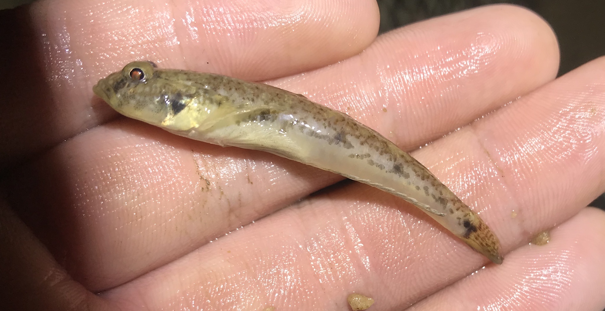 Favonigobius gymnauchen (Bleeker, 1860)