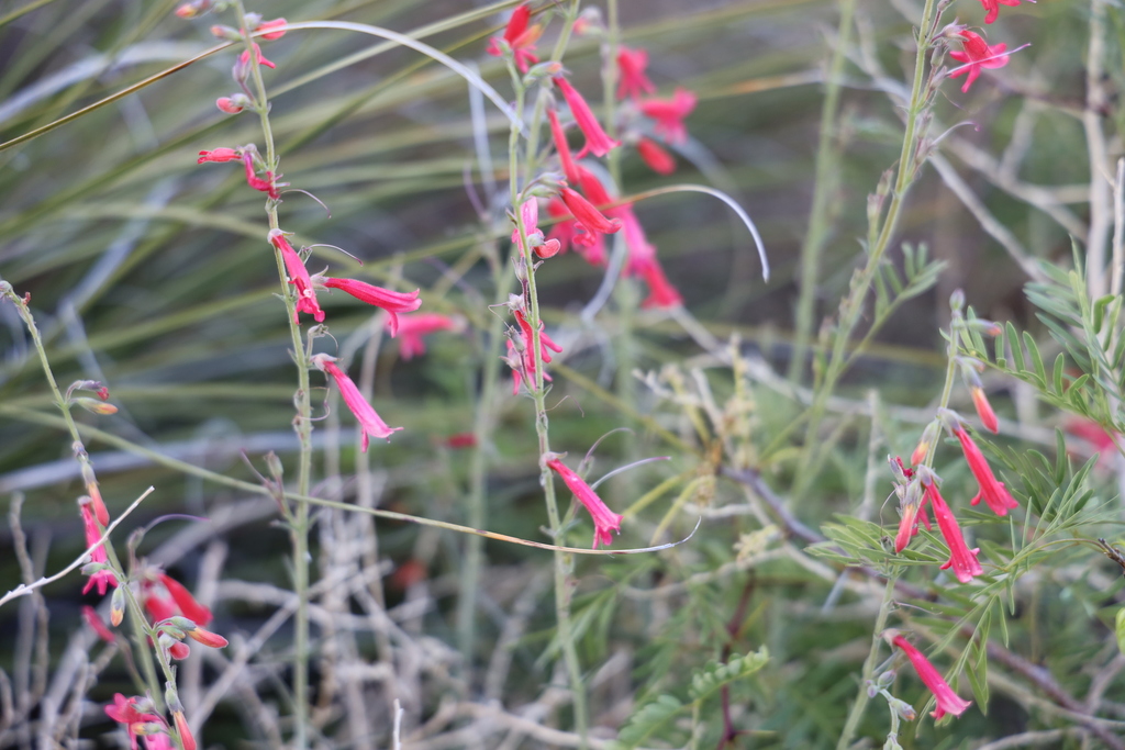 Penstemon from Janos Municipality, Chihuahua, Mexico on May 13, 2020 at ...