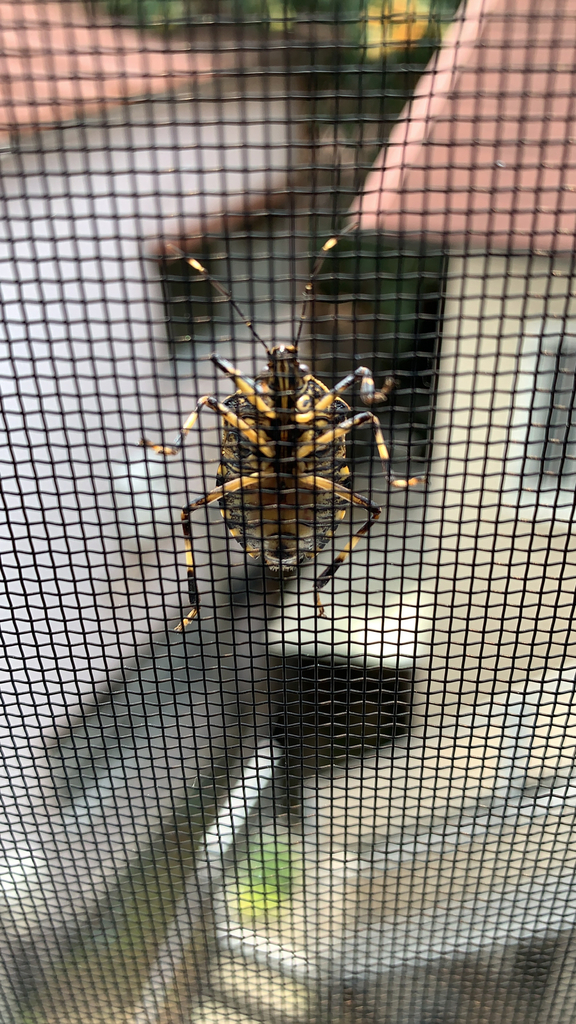 Yellow-spotted Stink Bug from Meguro-Ku on May 24, 2020 at 02:12 AM by ...