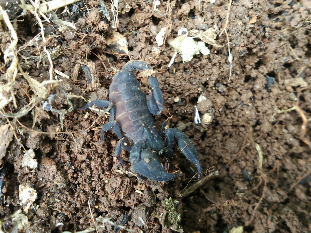 Chaerilus variegatus in April 2017 by aswad andriyanto · iNaturalist