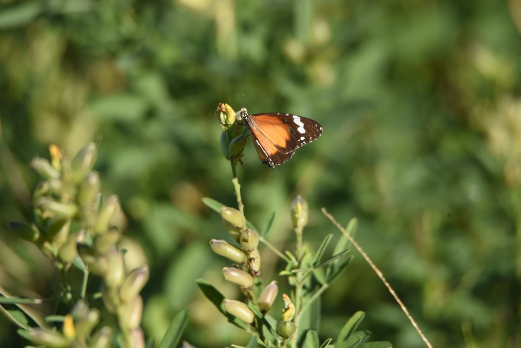 Lesser Wanderer from Townsville QLD, Australia on May 24, 2020 at 08:24 ...