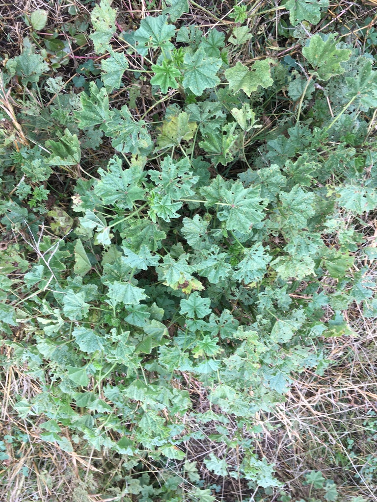 Small Mallow from Calala, NSW, AU on May 24, 2020 at 02:21 PM by ...