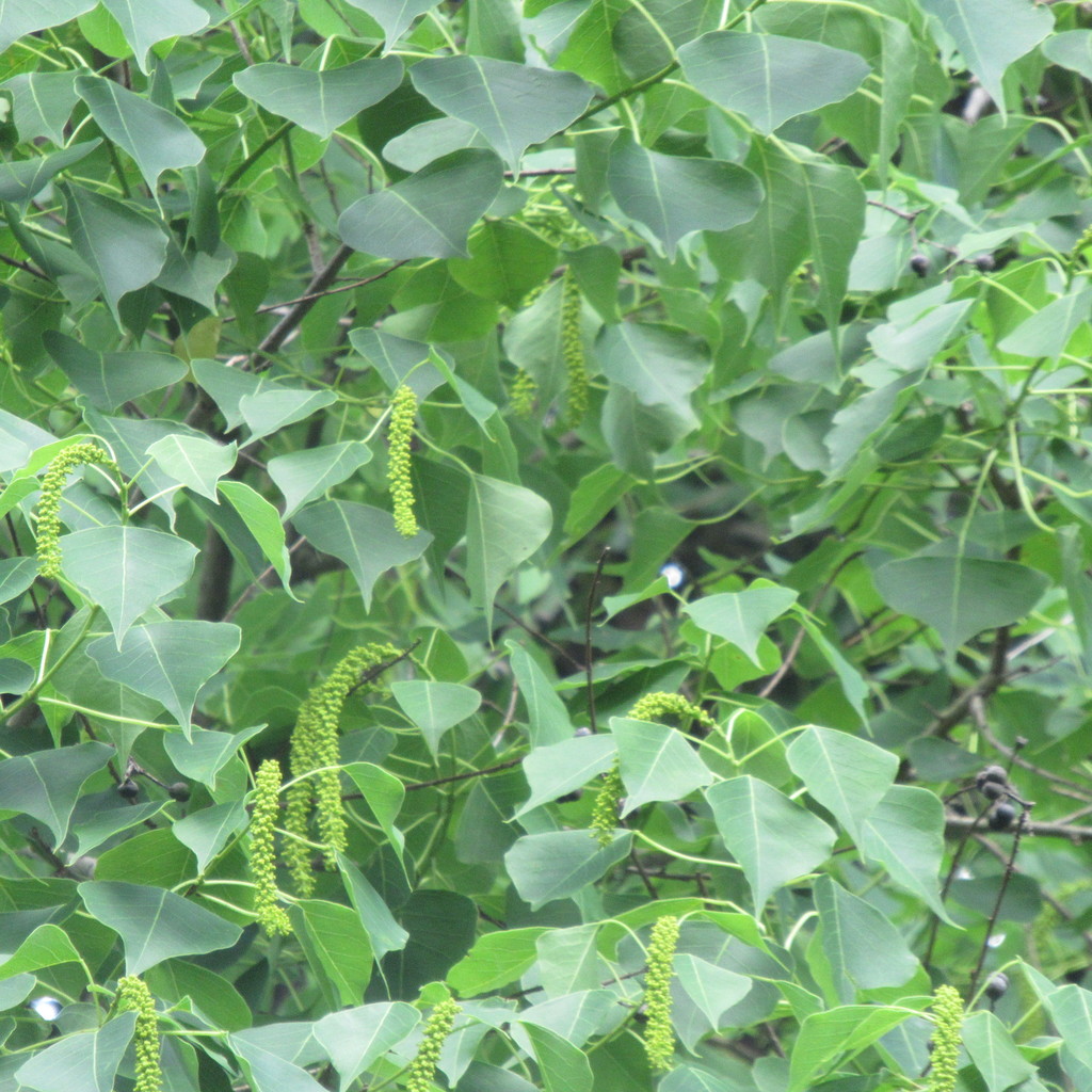 Chinese Tallow from Hwy 21 W, Burleson County, TX, USA on May 23, 2020 ...