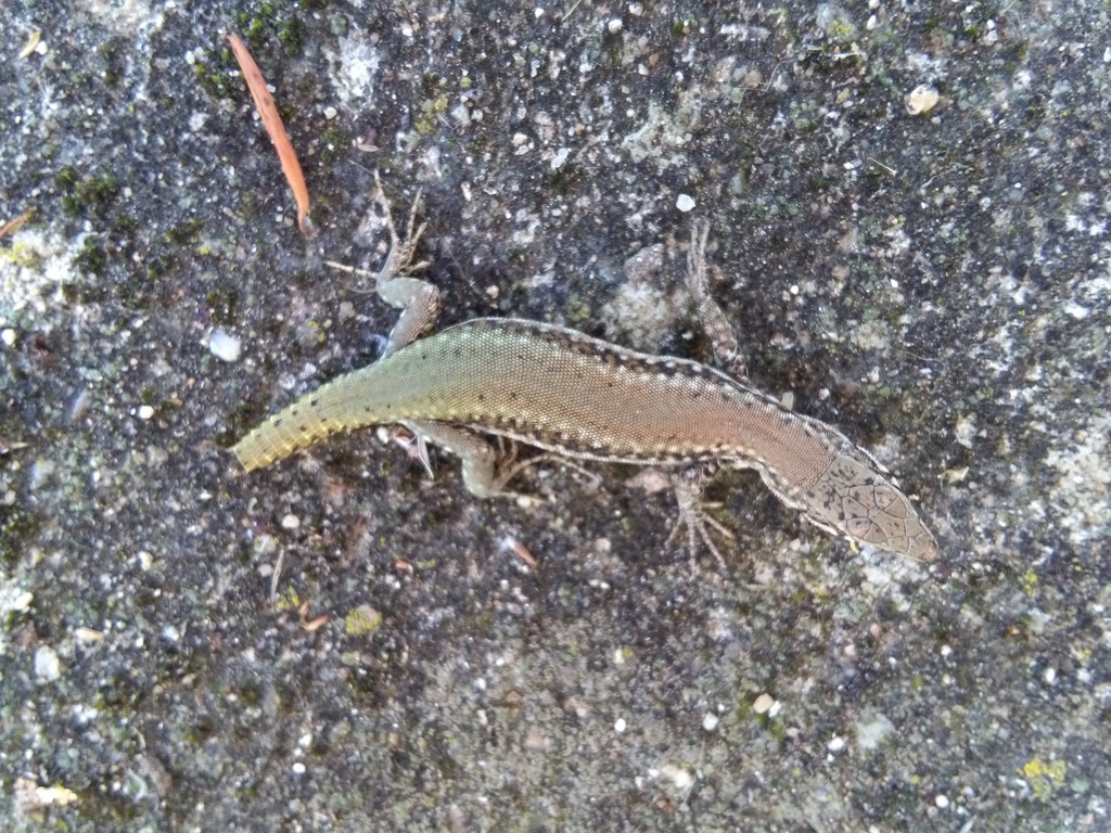 Green Iberian Wall Lizard from Arruda dos Vinhos, Portugal on May 23 ...