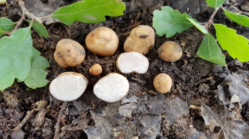 Tuber californicum · iNaturalist Panamá