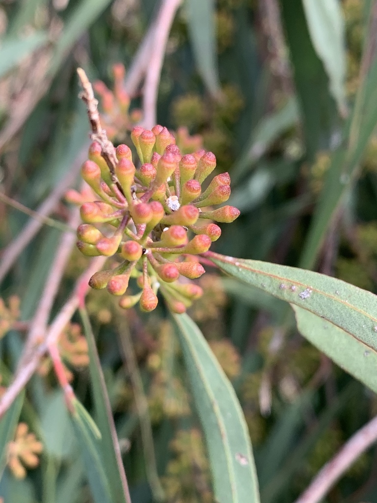 River Peppermint from Macarthur Road, Spring Farm, NSW, AU on May 24 ...