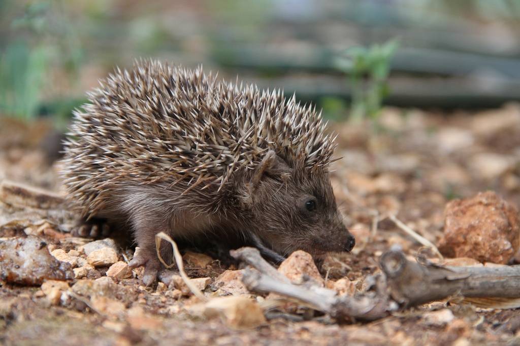 Hedgehogs and Gymnures (Erinaceidae) - Know Your Mammals