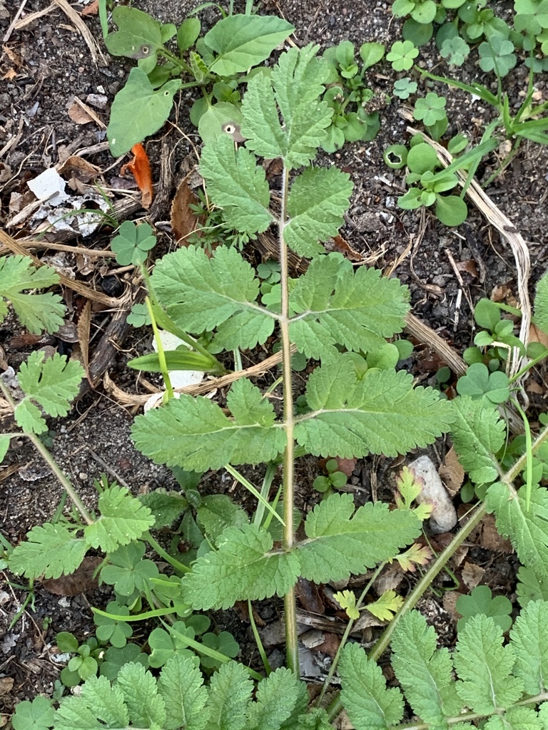 musk stork's-bill from Stellenbosch University, Stellenbosch, WC, ZA on ...