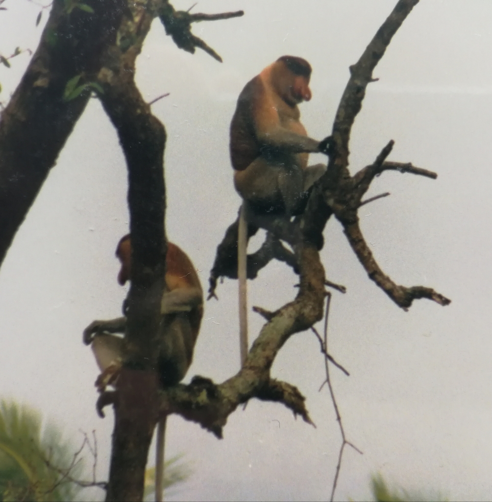 Proboscis Monkey in October 1999 by John Sear · iNaturalist