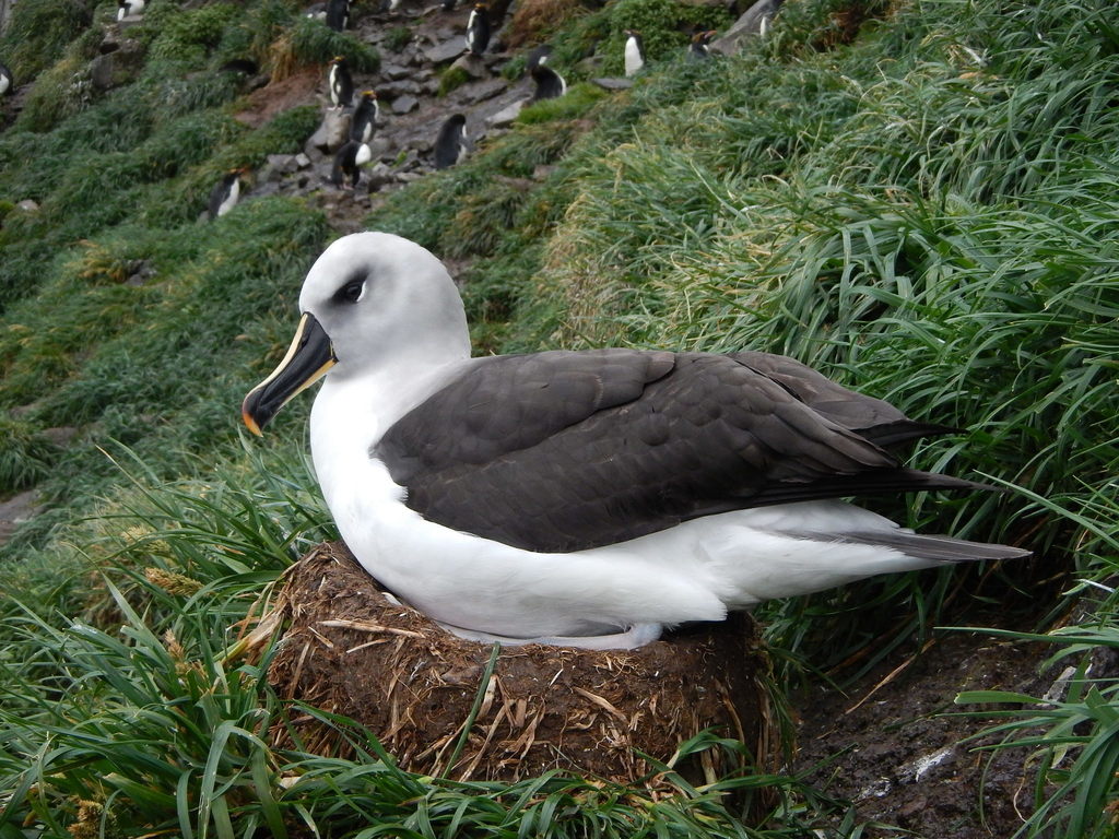 Gray-headed Albatross · Graukopfalbatros · Albatros à Tête Grise ...