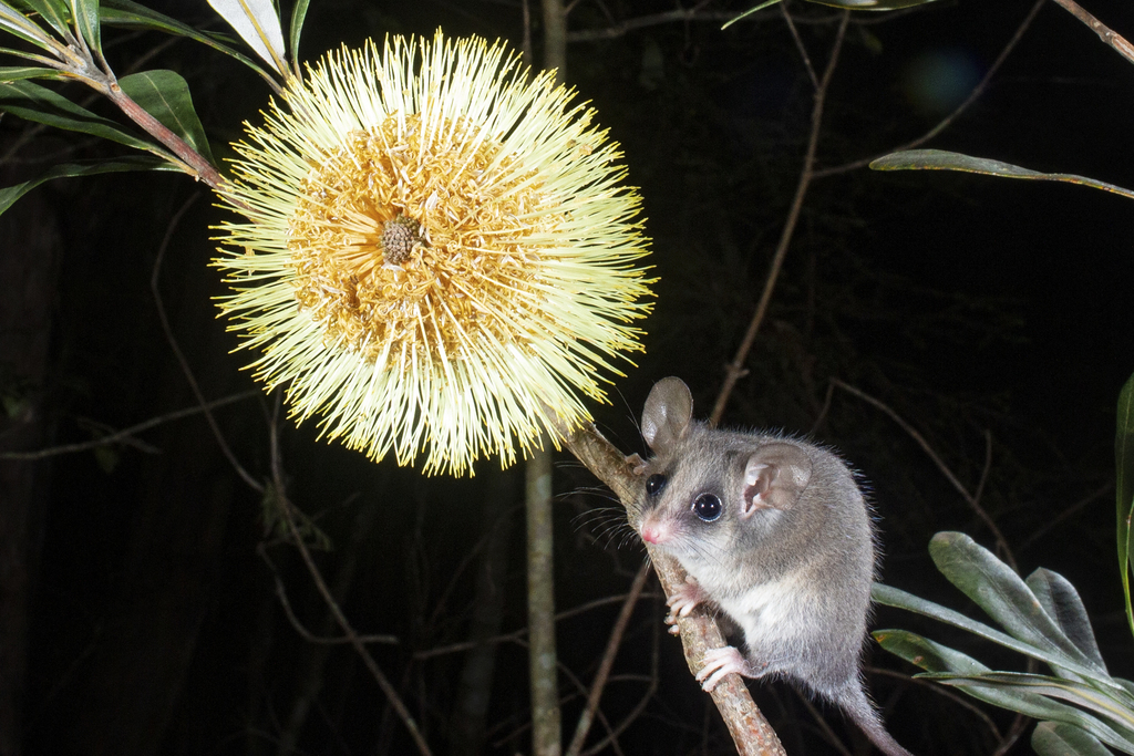Pygmy Possums (Burramyidae) - Know Your Mammals