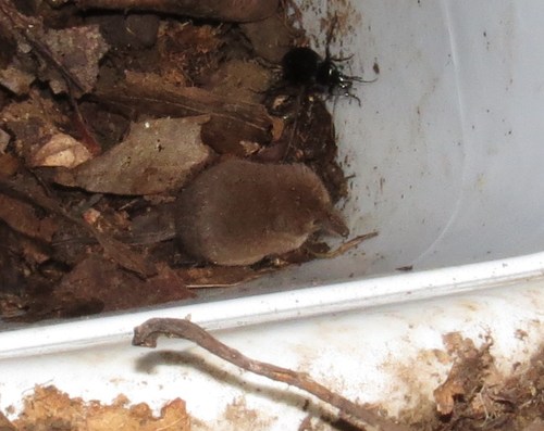 Masked Shrew (Wildlife of Golden Gate Canyon State Park) · iNaturalist