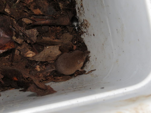 Masked Shrew (Wildlife of Golden Gate Canyon State Park) · iNaturalist