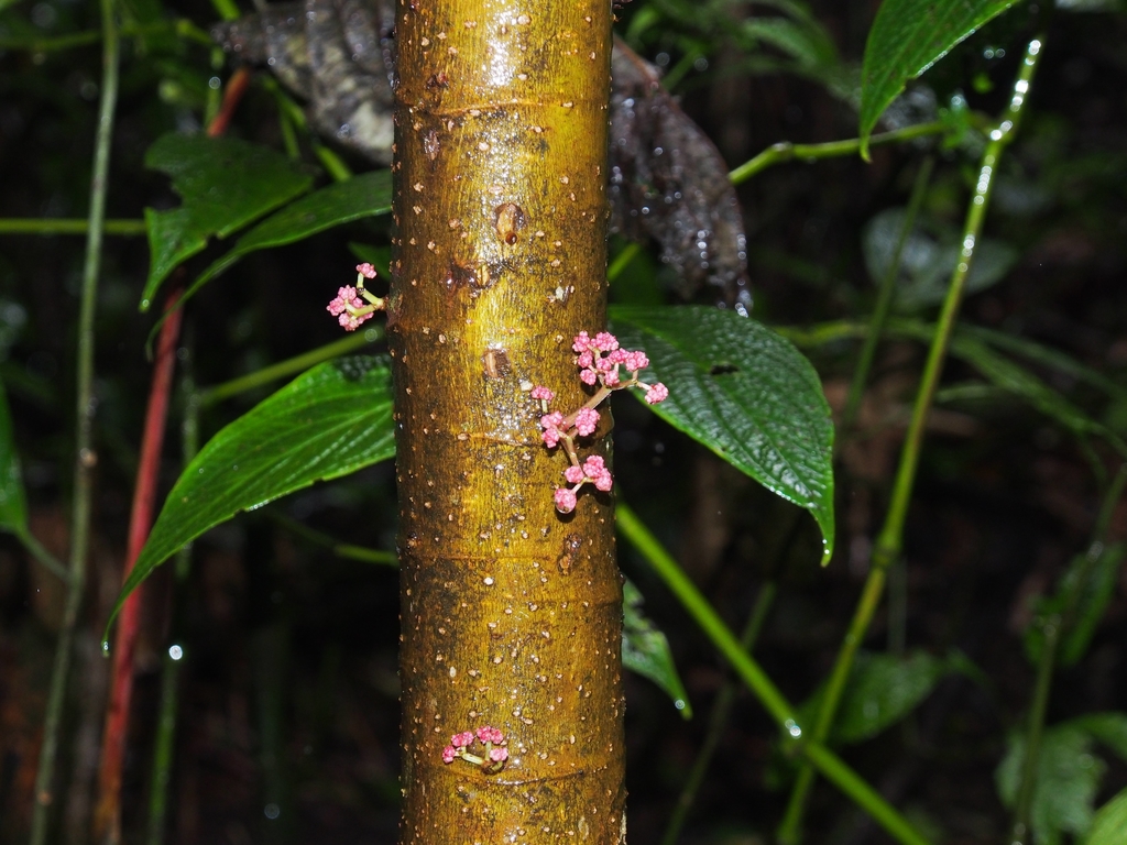 flameberry (Urera caracasana) - Botanical Realm