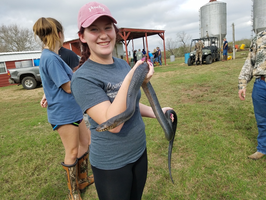 Texas Indigo Snake in December 2016 by Les Tompkins. Our camp mascot ...