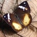African leaf butterfly (Kallimoides rumia) · iNaturalist