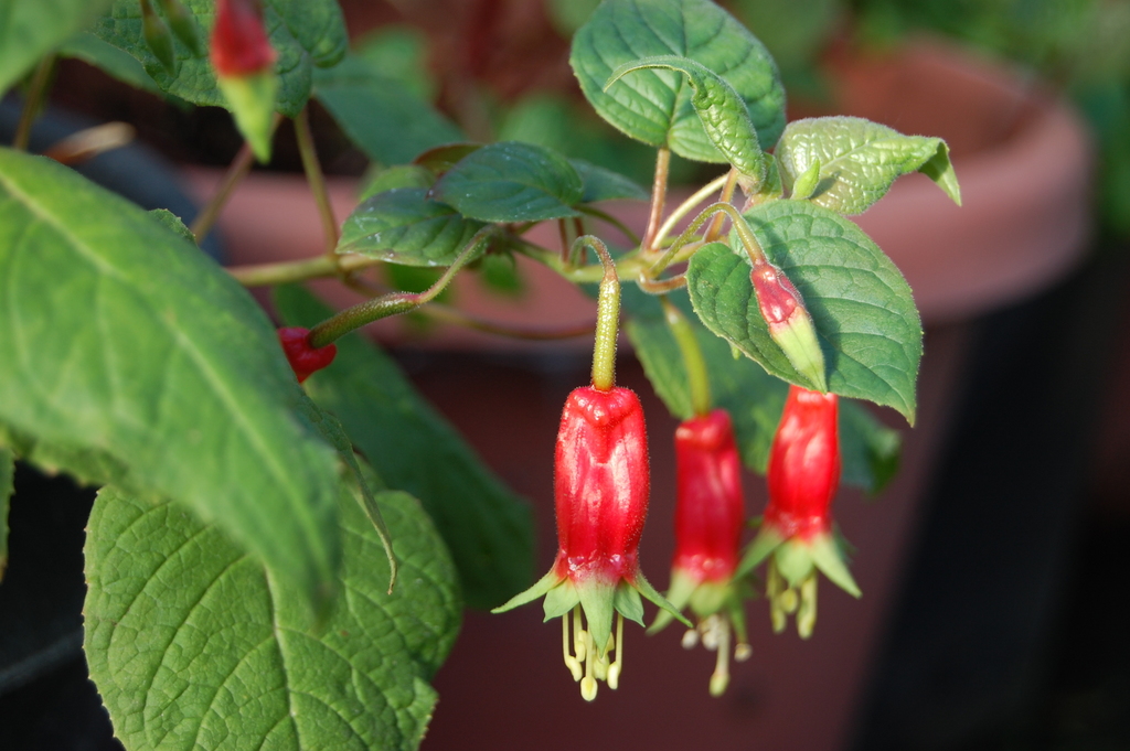 Fuchsia splendens (Costa Rica Trees and Vascular Plants) · iNaturalist