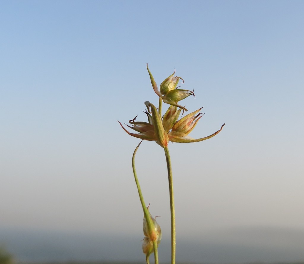dwarf rush (VVP - EVC 132_61: Heavier-soils Plains Grassland (Typical ...