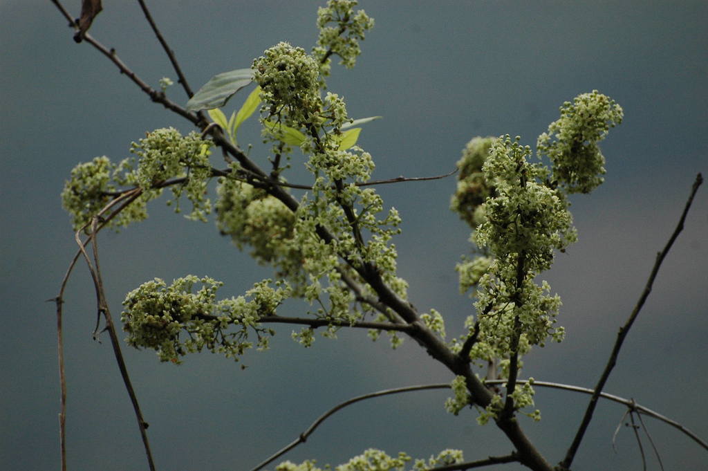 Bhogate (Large Leaf Maesa) (Flora of Chandragiri) · iNaturalist