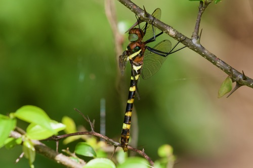 Macromia moorei · iNaturalist United Kingdom