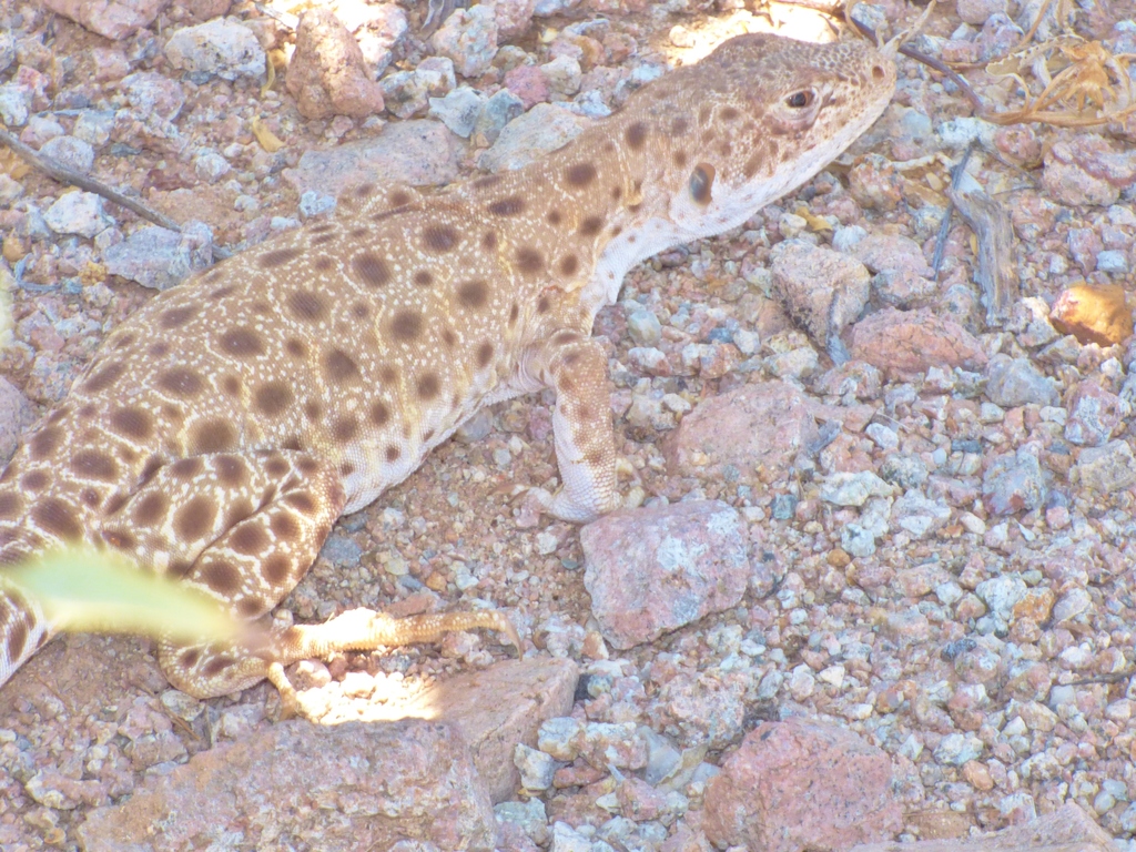 Long-nosed Leopard Lizard from Arizona, USA on June 22, 2015 at 01:14 ...