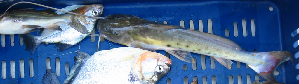 Vulture Catfish from Maynas Province, Peru on February 17, 2013 at 04: ...