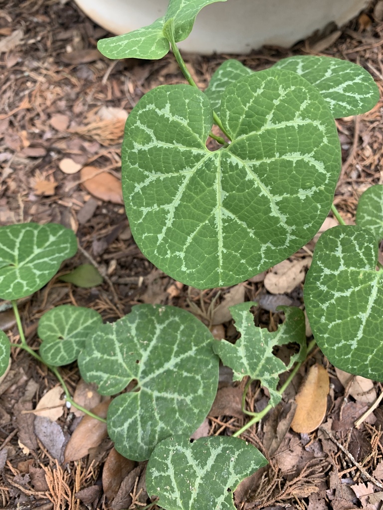 White Veined Pipevine from Forest Ridge, New Braunfels, TX, US on May ...