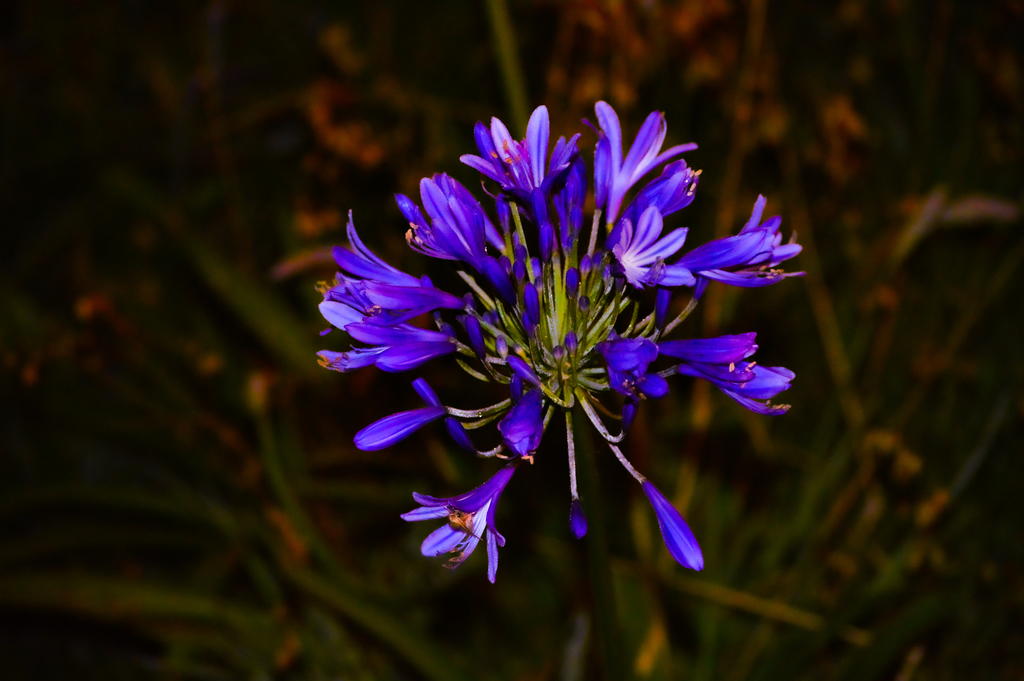 blue lily (Agapanthus praecox) - Botanical Realm