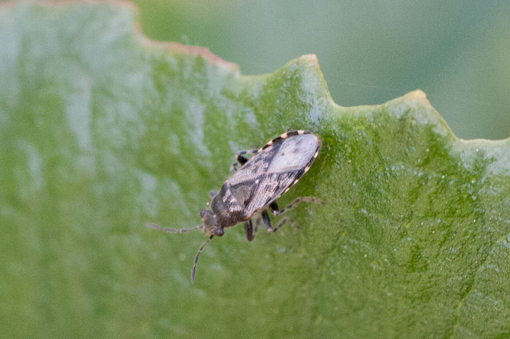 Nettle ground bug from Los Angeles County, CA, USA on April 25, 2017 at ...