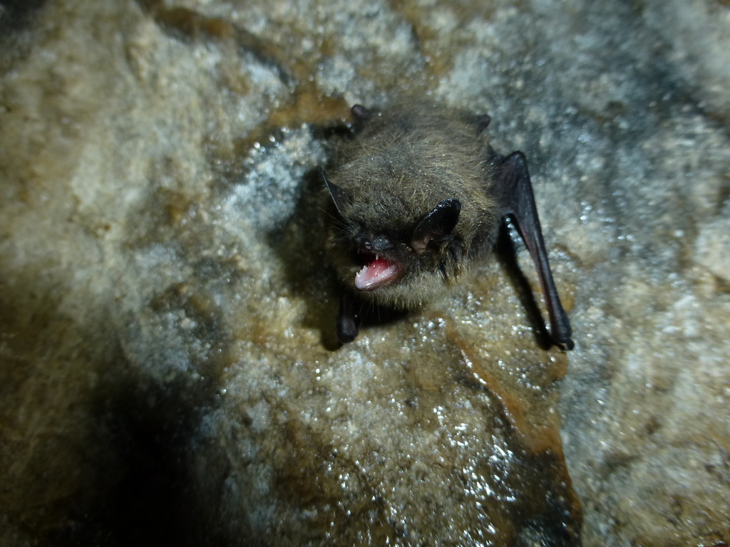 Brandt's bat from г. Североуральск, Свердловская обл., Россия on May 24 ...