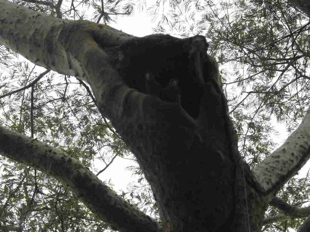 Yellow-naped Parrot in April 2017 by Red de Monitores Pavón Pavo de ...