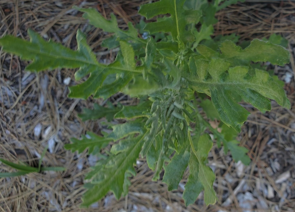 Cutleaf burnweed from Monterey County, CA, USA on May 23, 2020 at 10:30 ...